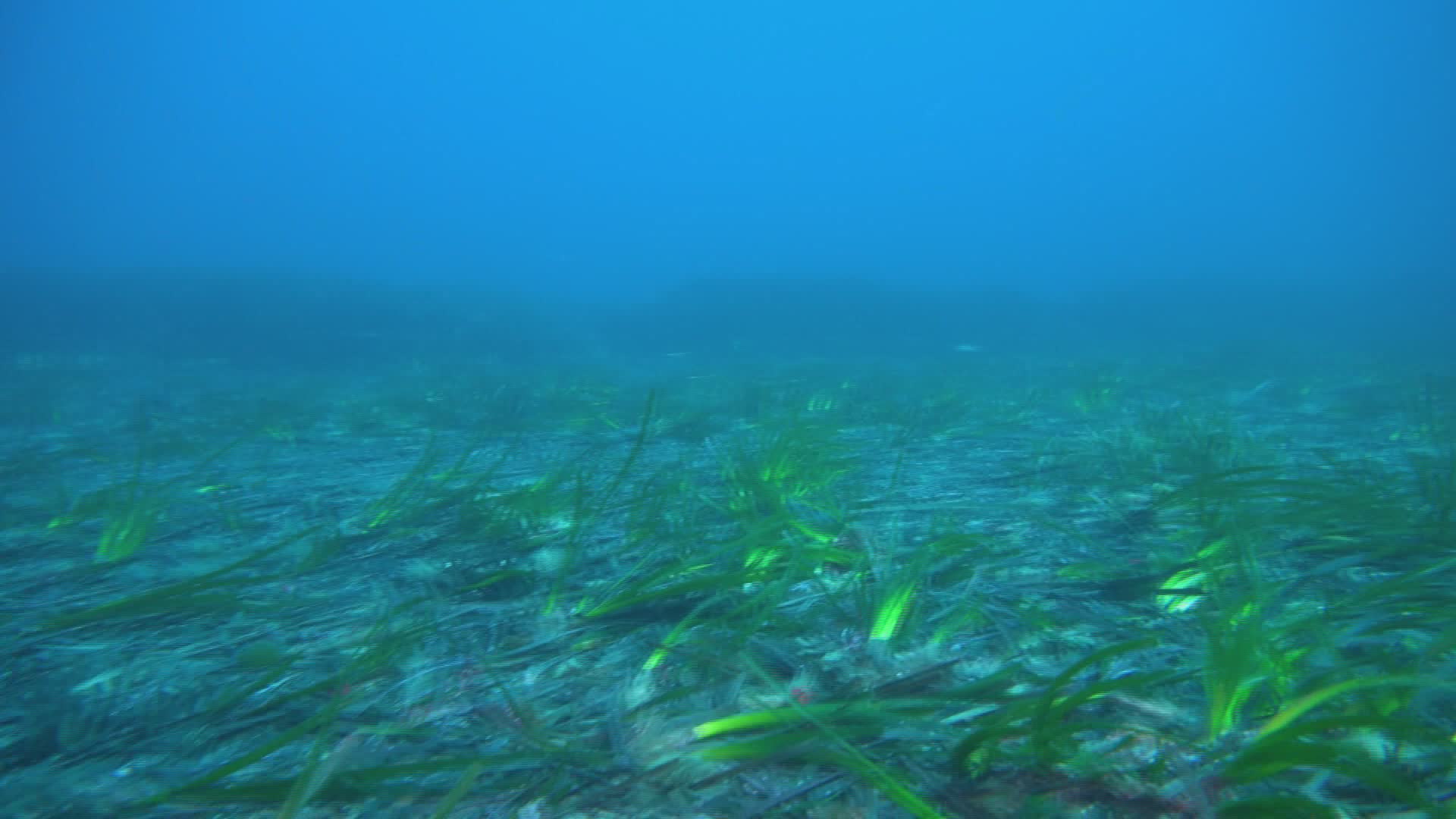 L’importanza della Posidonia nel mare - Video Regione