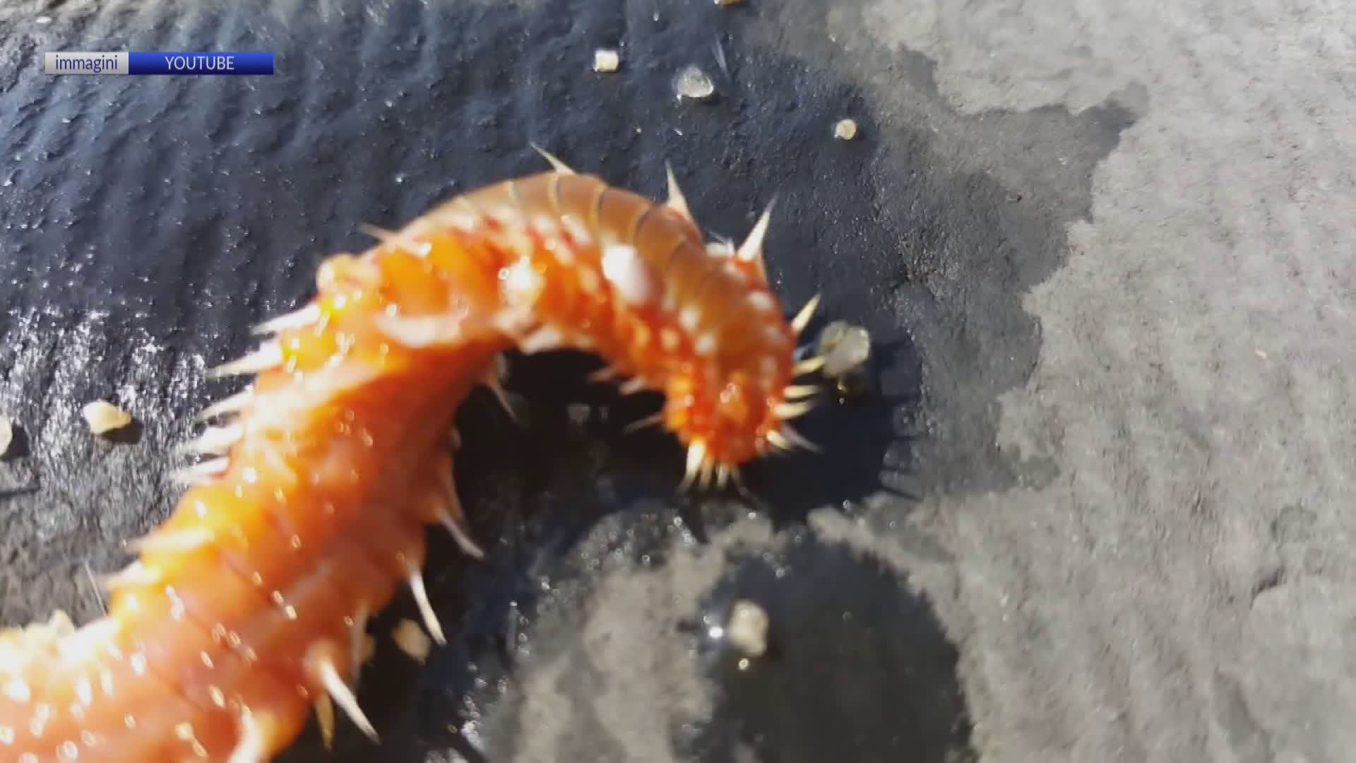 Il vermocane - Video Regione